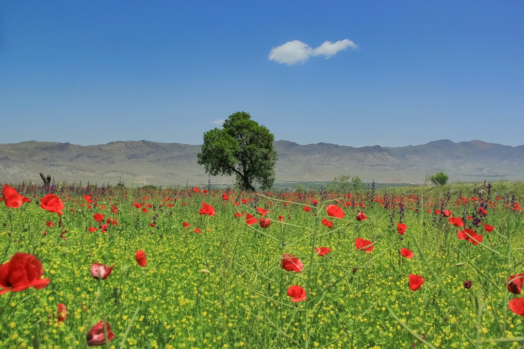 264 Citate Despre Viata Si Sentimente – Maxime, Citate, Cugetari ...